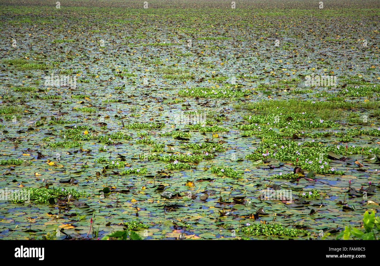 Backwaters in Kerala, India. The backwaters are an extensive network of ...