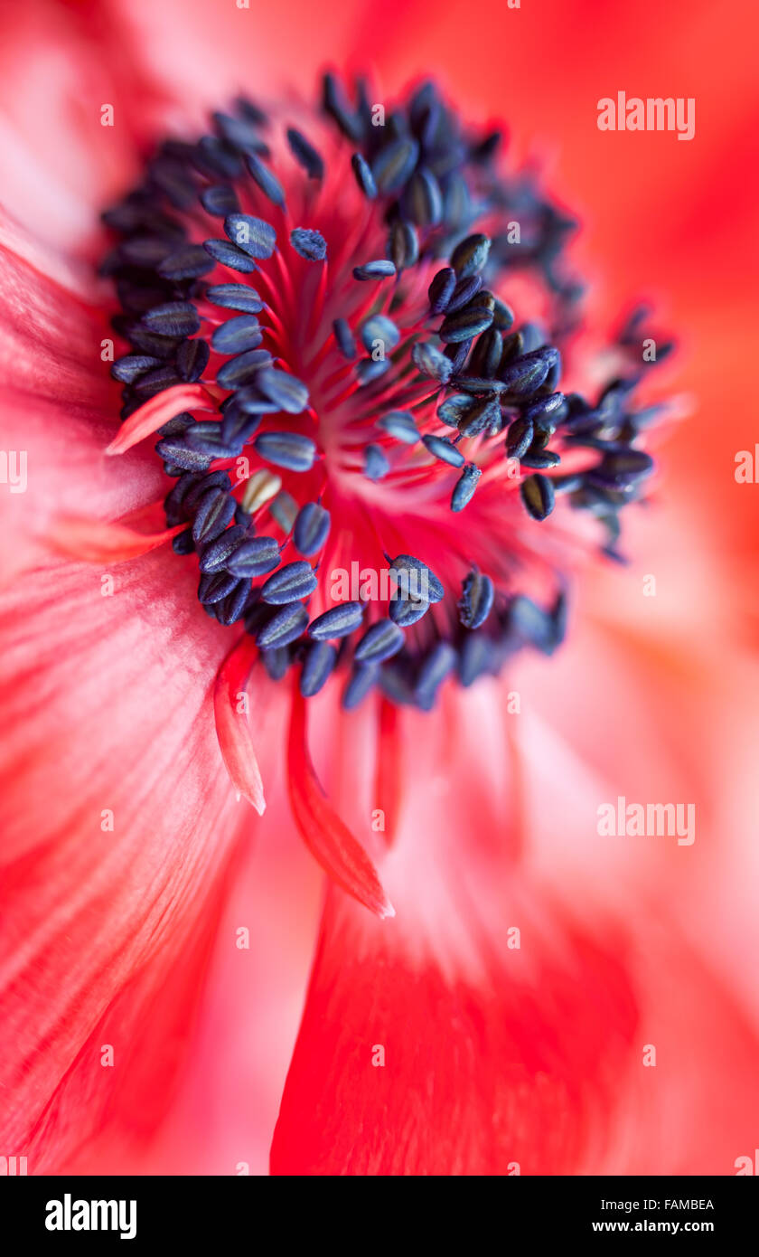 Red anemone hi-res stock photography and images - Alamy