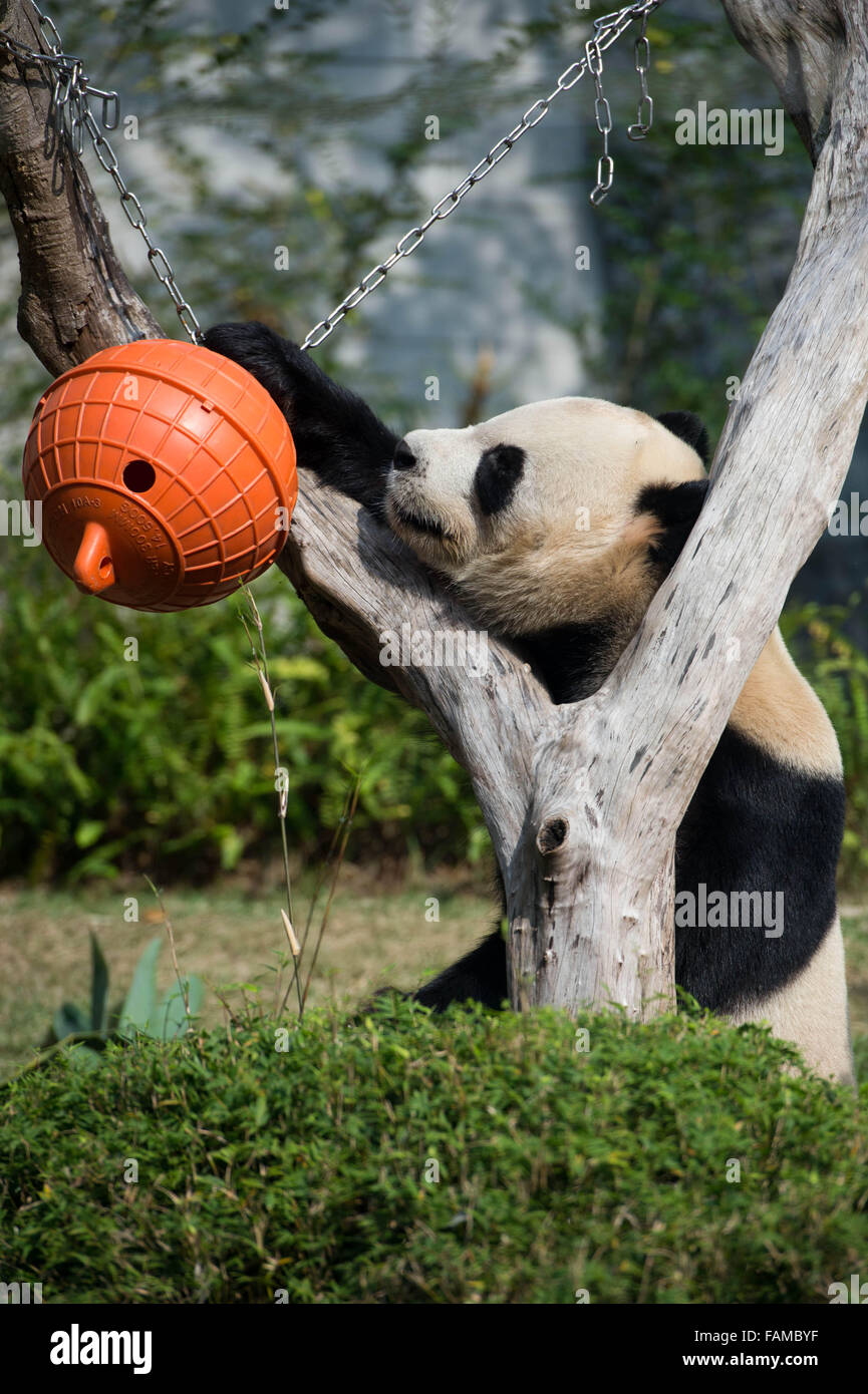 Giant panda kai kai hi-res stock photography and images - Alamy