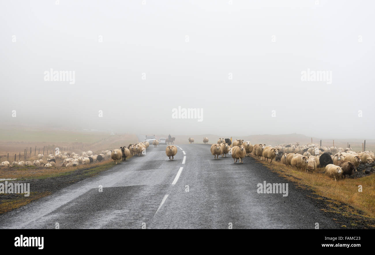 Moving sheep hi-res stock photography and images - Alamy
