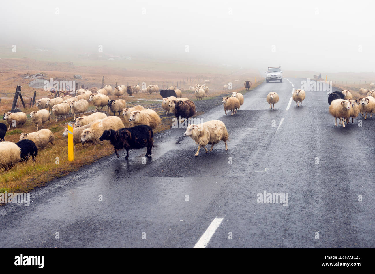 Herding animals hi-res stock photography and images - Alamy