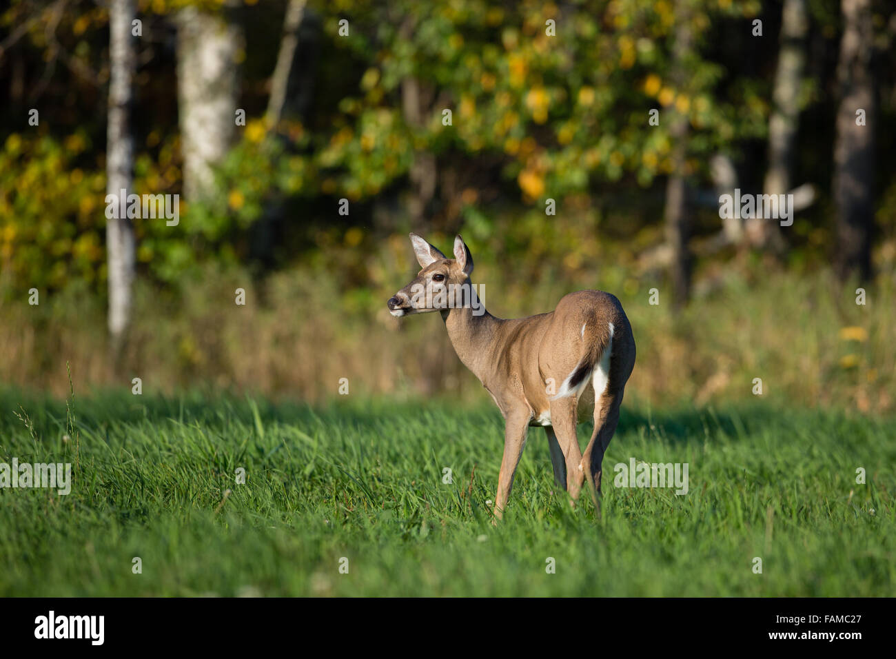 Whitetail ears back hi-res stock photography and images - Alamy