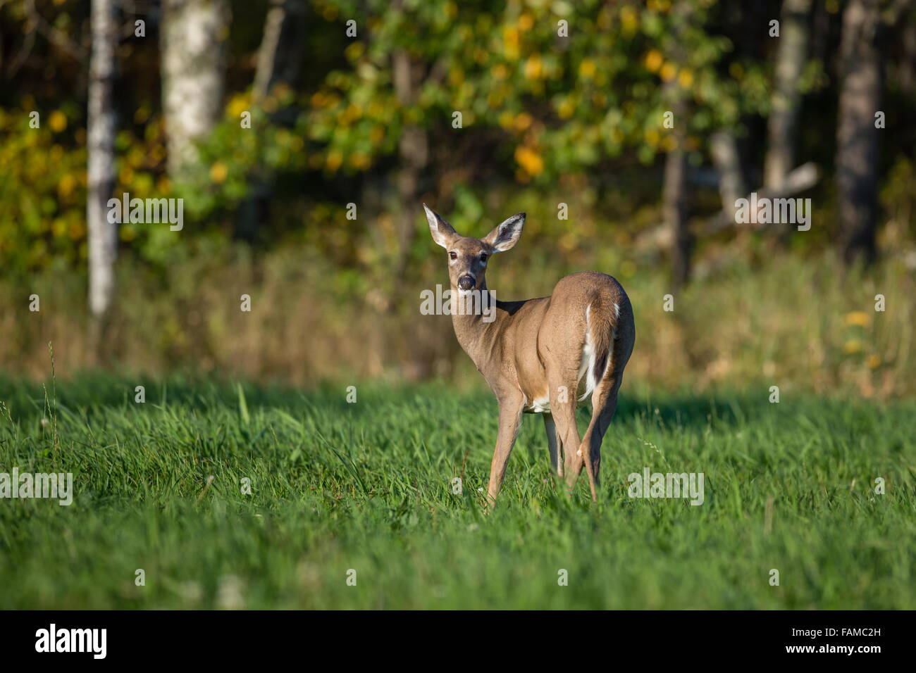 Whitetail Ears Back High Resolution Stock Photography and Images - Alamy