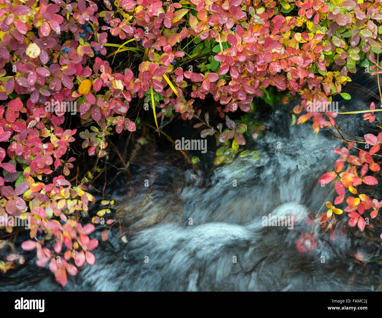 Plants brook hi-res stock photography and images - Alamy