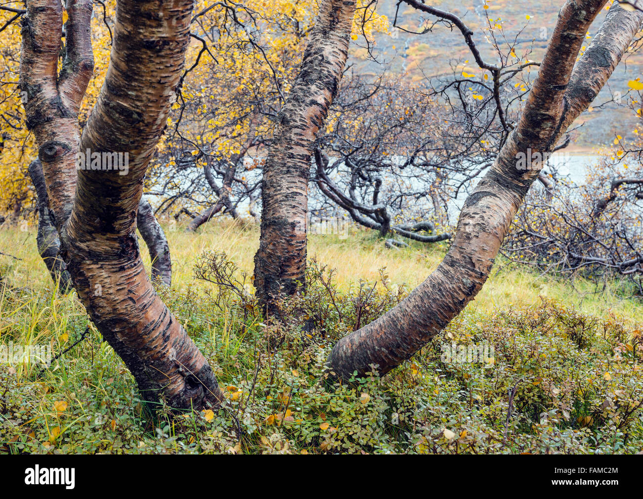 Betula tortuosa hi-res stock photography and images - Alamy