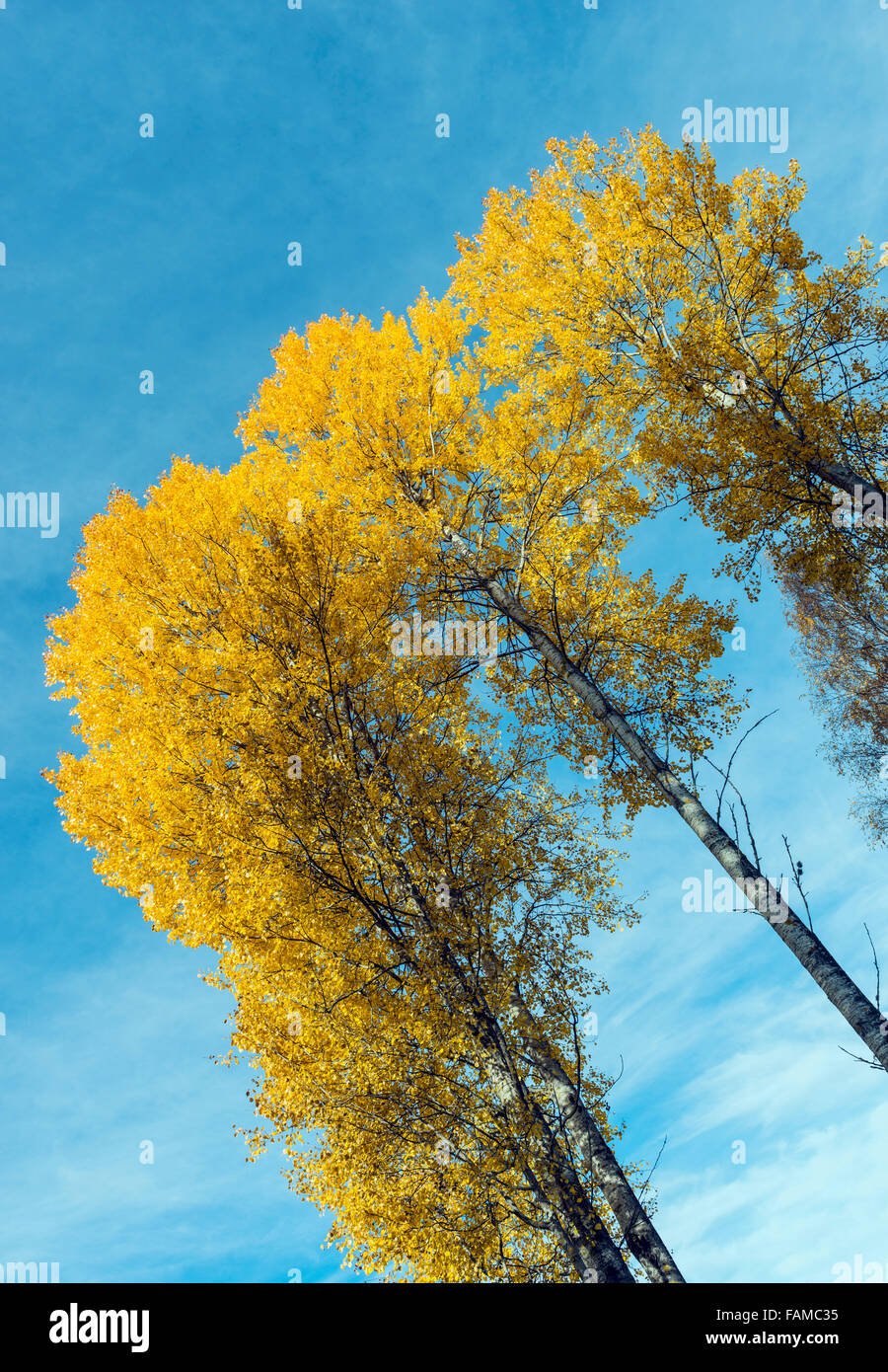 Aspen trees colours hi-res stock photography and images - Alamy