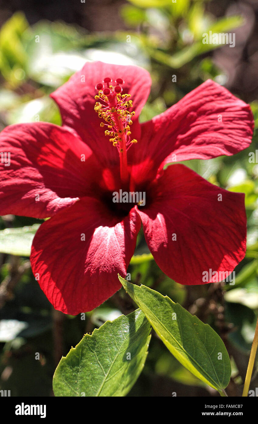 Flowers of israel hi-res stock photography and images - Alamy