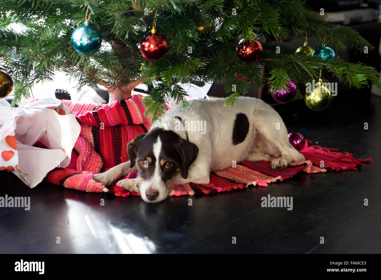 dog under christmas tree Stock Photo - Alamy