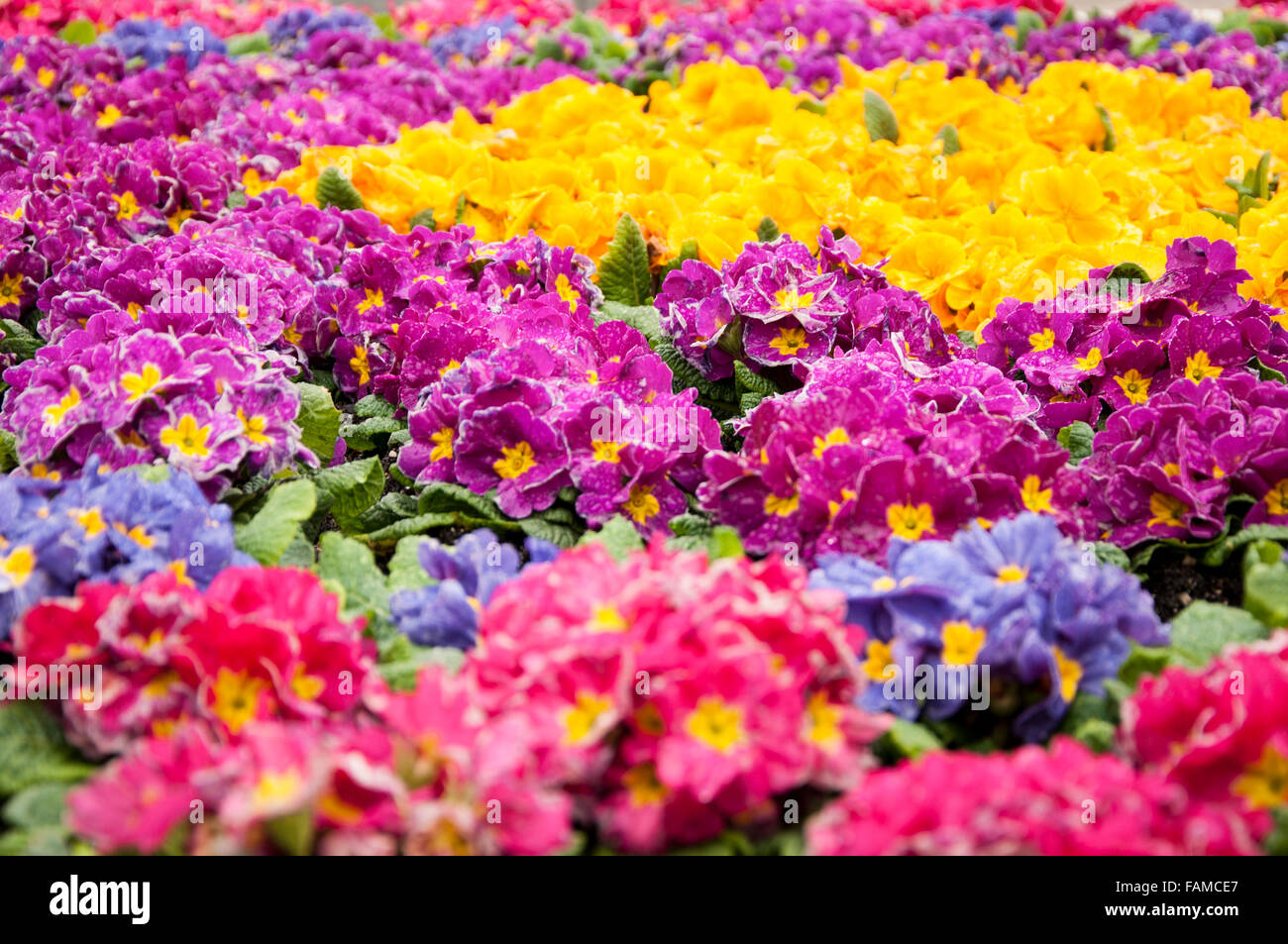 flower bed different colours Stock Photo - Alamy