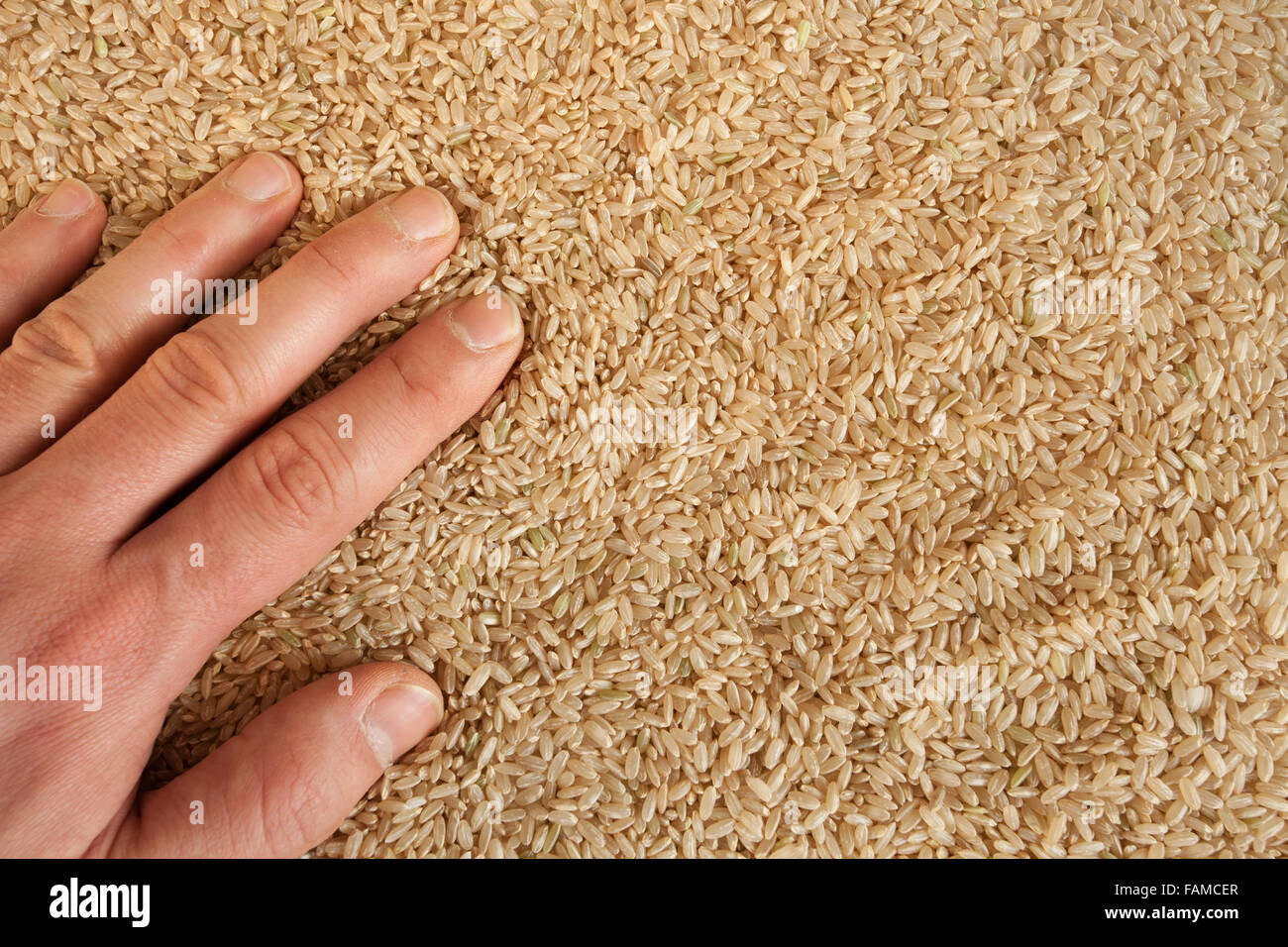 Integral uncooked brown rice with left hand Stock Photo - Alamy