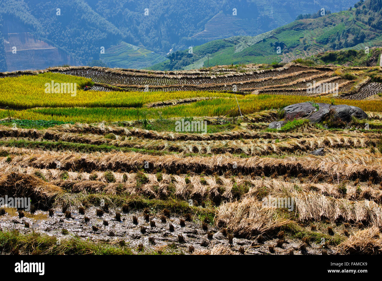 Jinkeng (Dazhai) Red Yao Terraced Fields,Surrounding Area,Rice Terraces ...