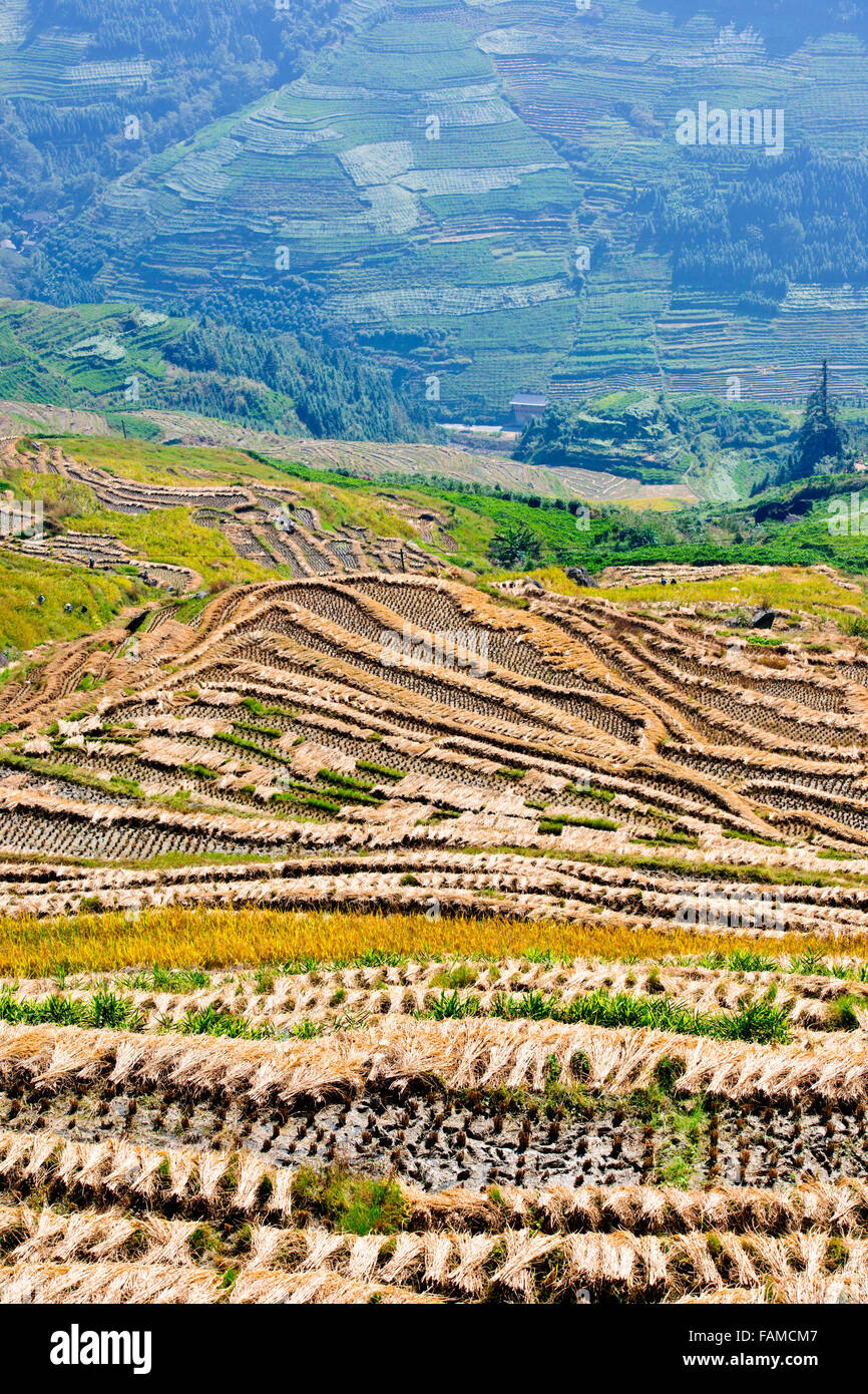 Jinkeng (Dazhai) Red Yao Terraced Fields,Surrounding Area,Rice Terraces ...