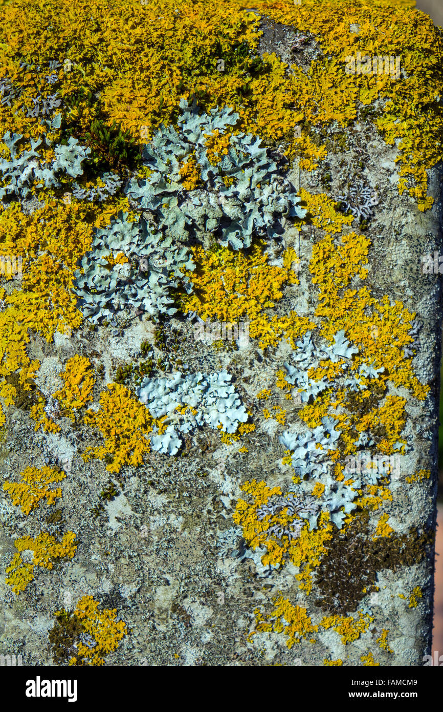 Grey gray and yellow lichen growing on rock Stock Photo - Alamy
