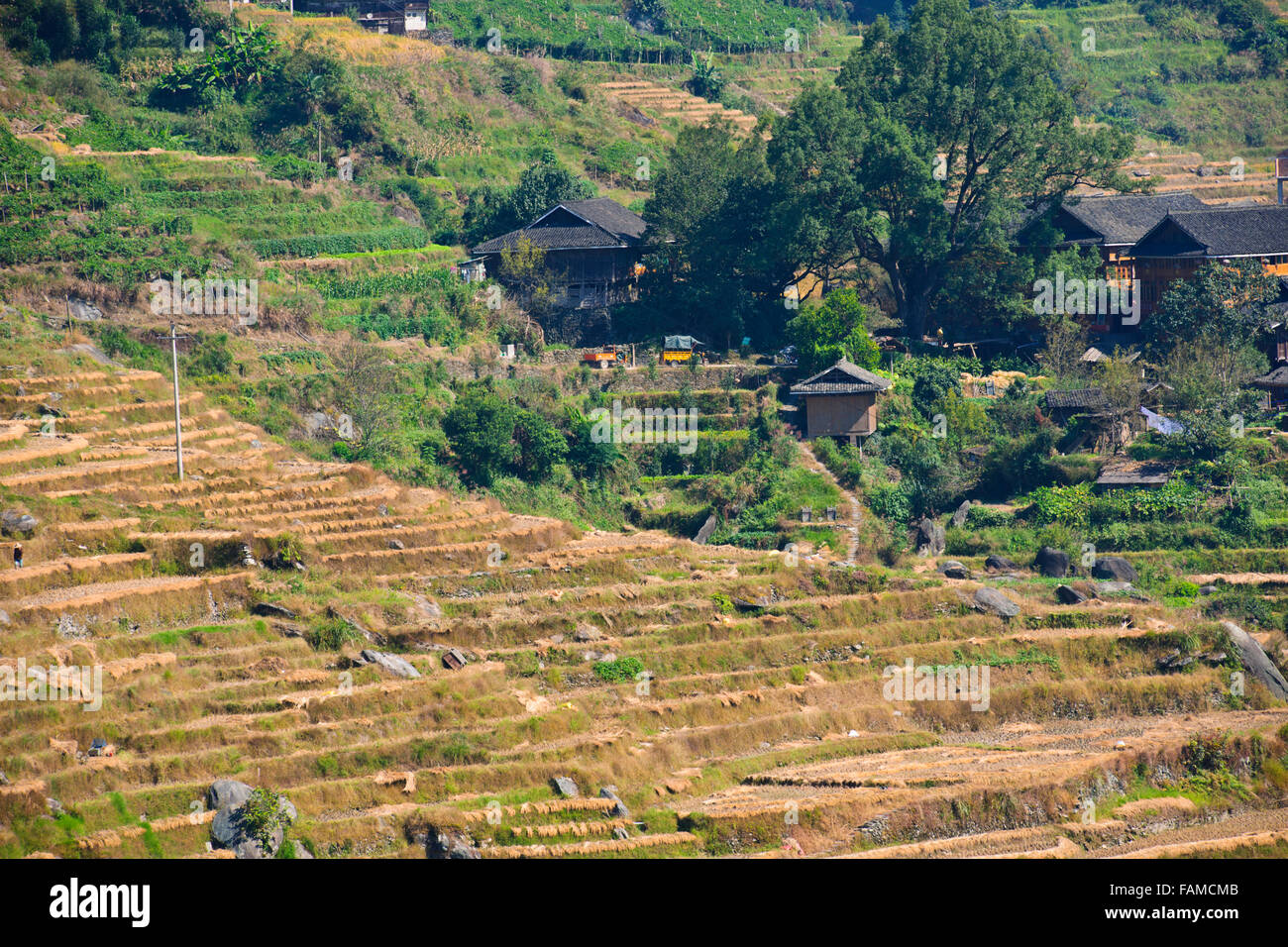 Jinkeng (Dazhai) Red Yao Terraced Fields,Surrounding Area,Rice Terraces ...