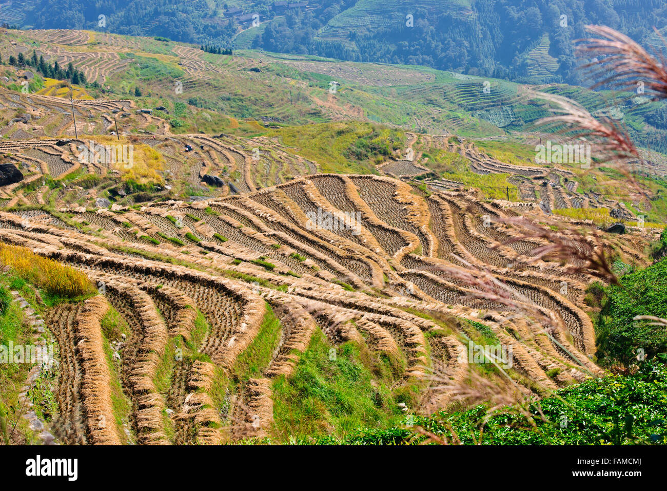 Jinkeng (Dazhai) Red Yao Terraced Fields,Surrounding Area,Rice Terraces ...