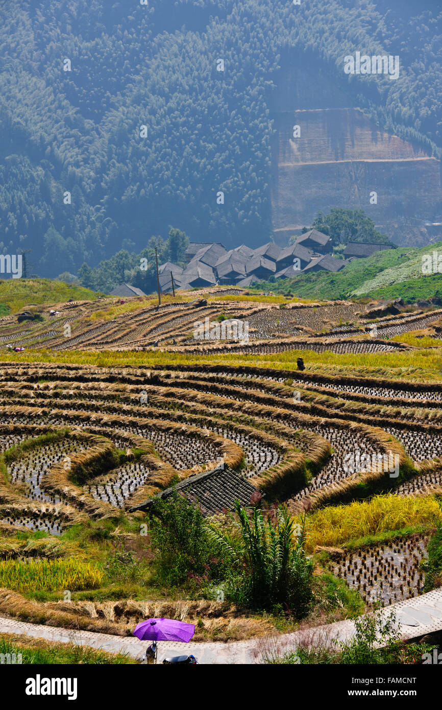 Jinkeng (Dazhai) Red Yao Terraced Fields,Surrounding Area,Rice Terraces ...