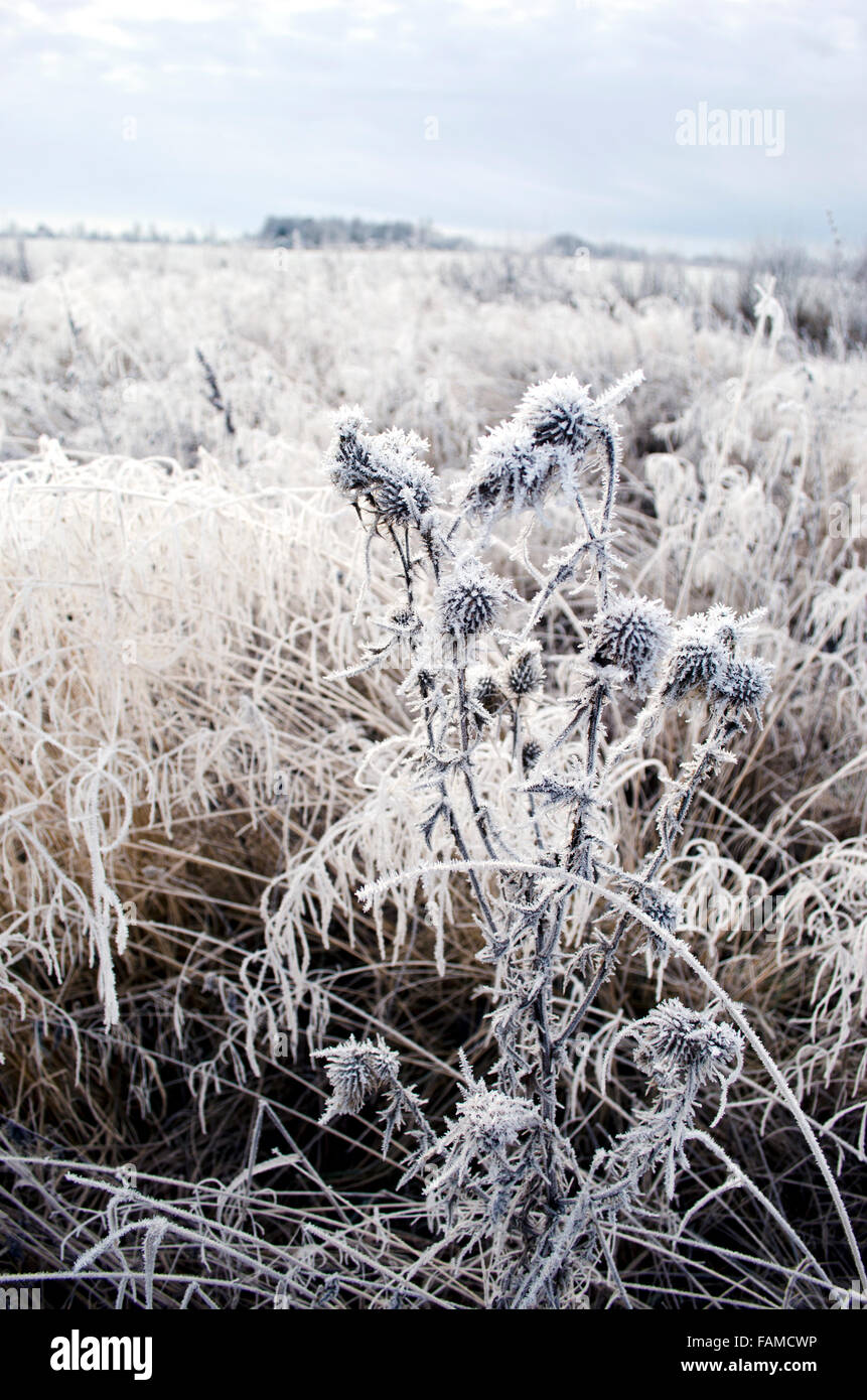 Plants with frost ice in frozen wintery field Stock Photo - Alamy