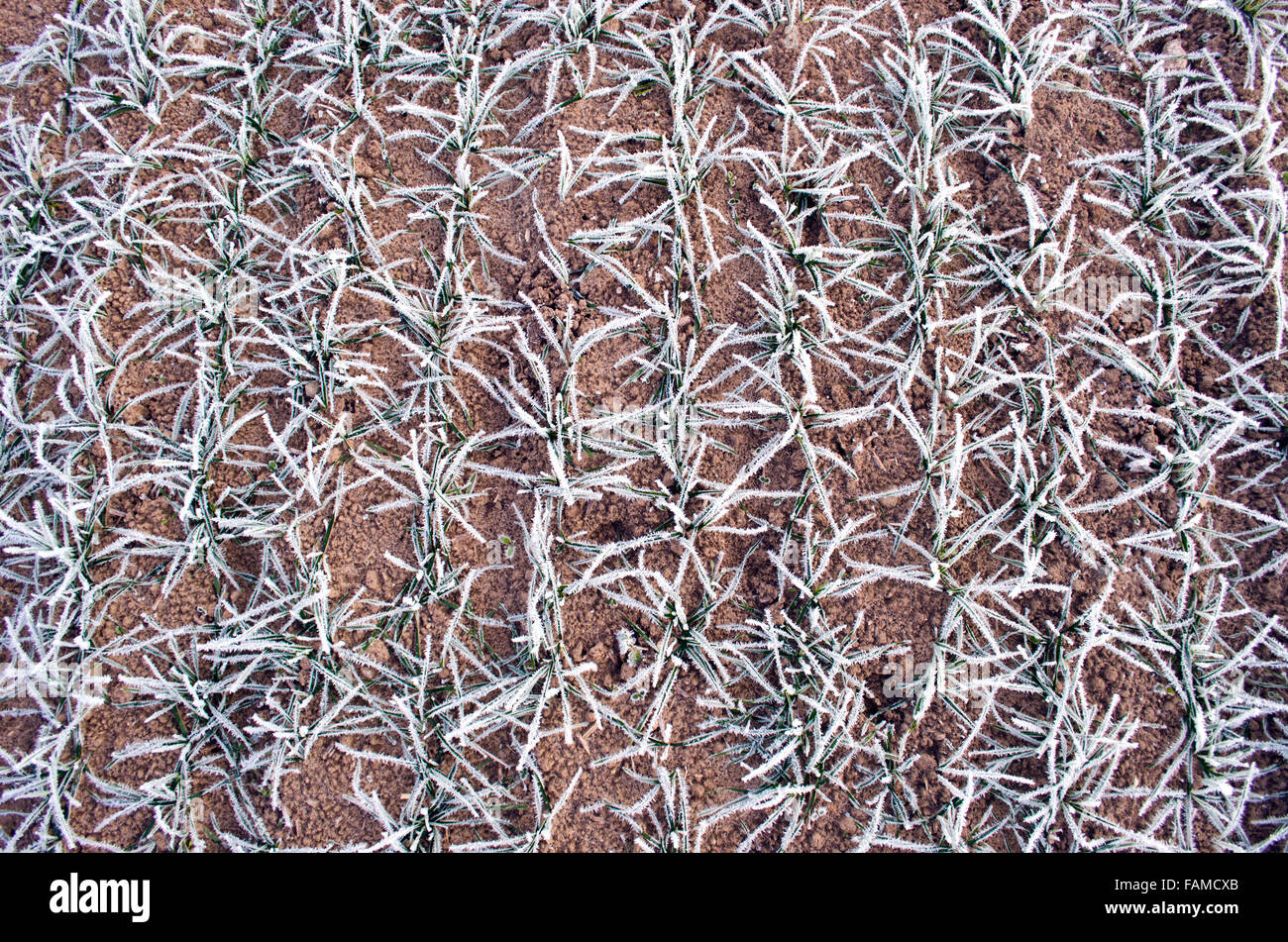 Young frozen growth in wheat field with clay soil in autumn Stock Photo ...