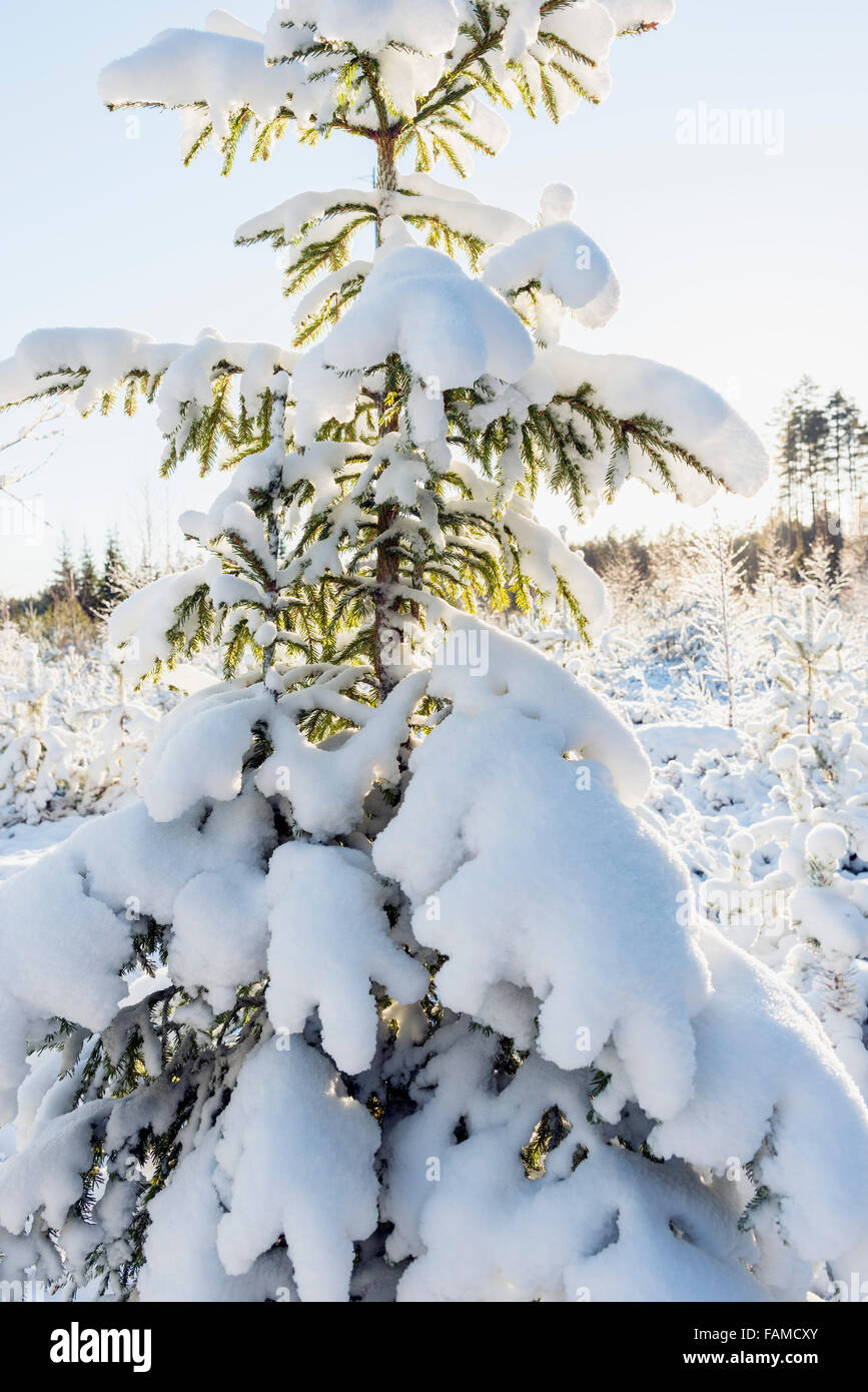 Spruce tree with snow hi-res stock photography and images - Alamy