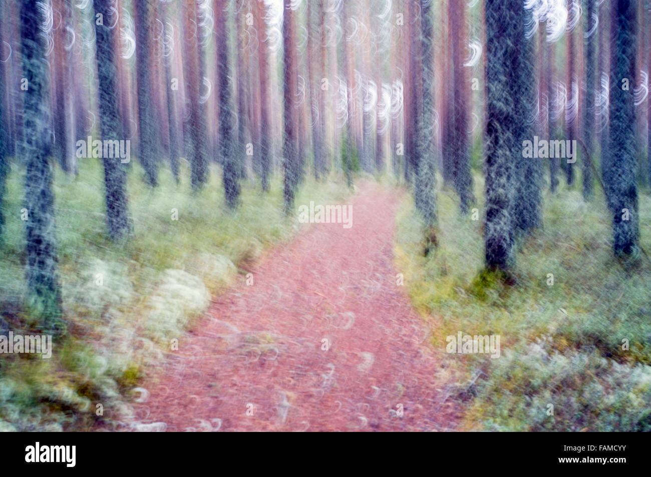 Blurry forest hi-res stock photography and images - Alamy