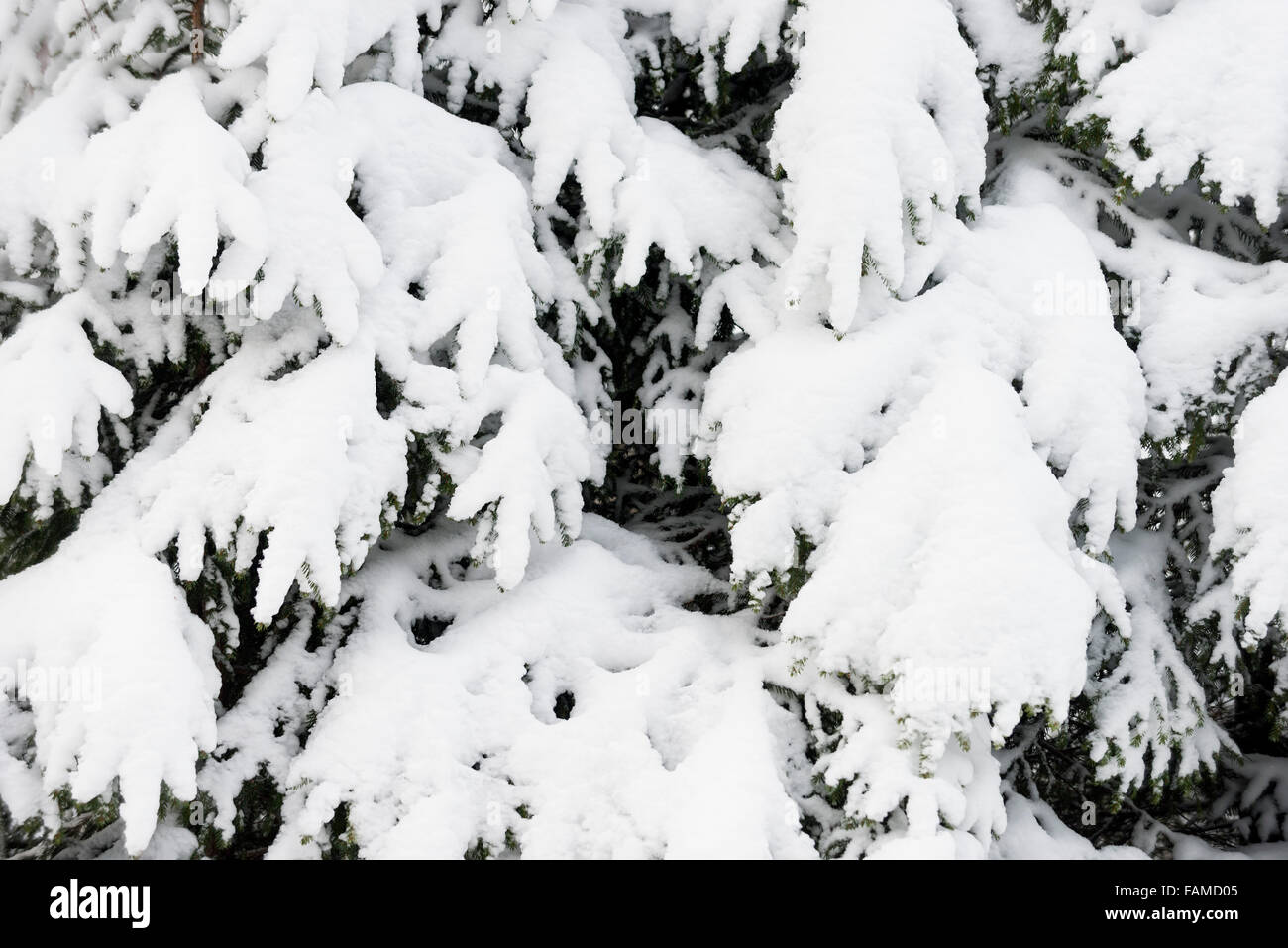 Spruce tree with snow hi-res stock photography and images - Alamy