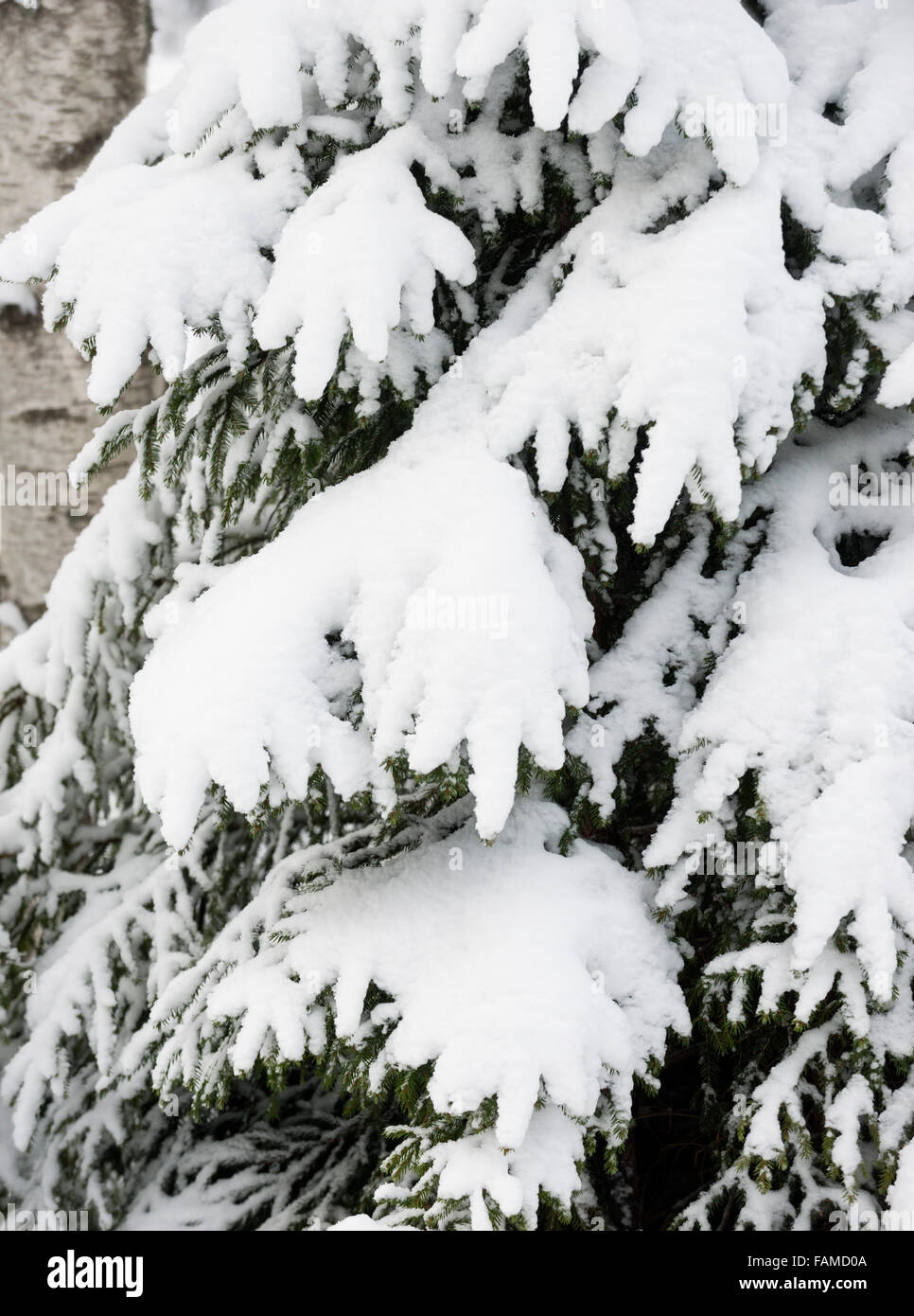 Snow-covered spruce tree Stock Photo - Alamy