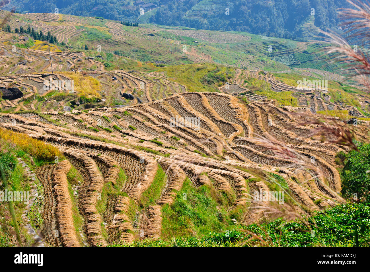 Jinkeng (Dazhai) Red Yao Terraced Fields,Surrounding Area,Rice Terraces ...