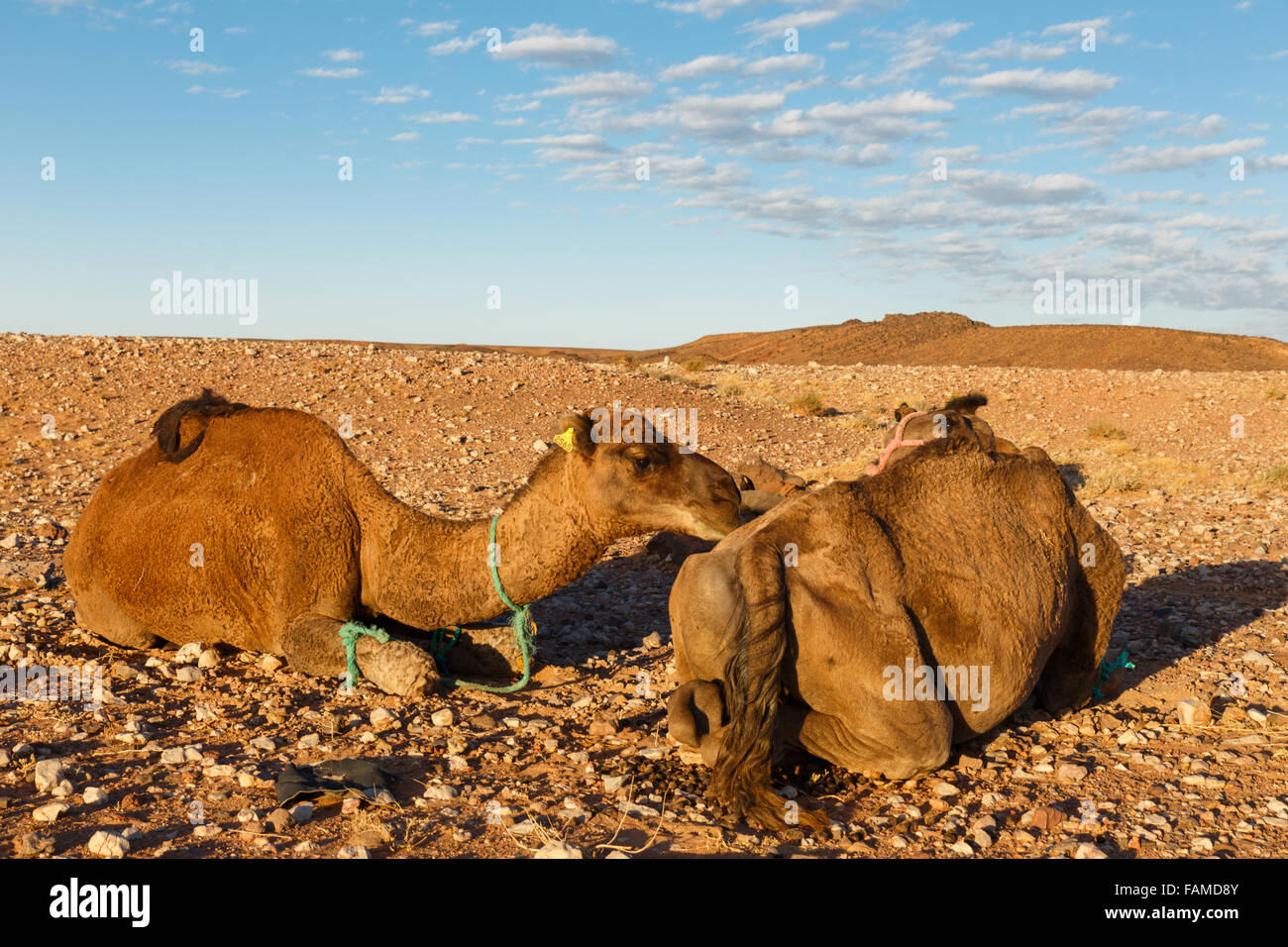 Camel toe hi-res stock photography and images - Alamy