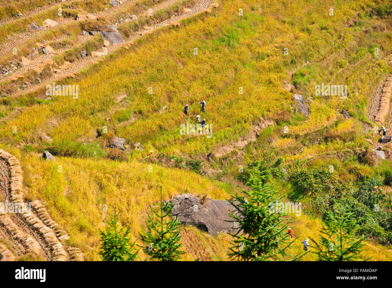 Jinkeng (Dazhai) Red Yao Terraced Fields,Surrounding Area,Rice Terraces ...