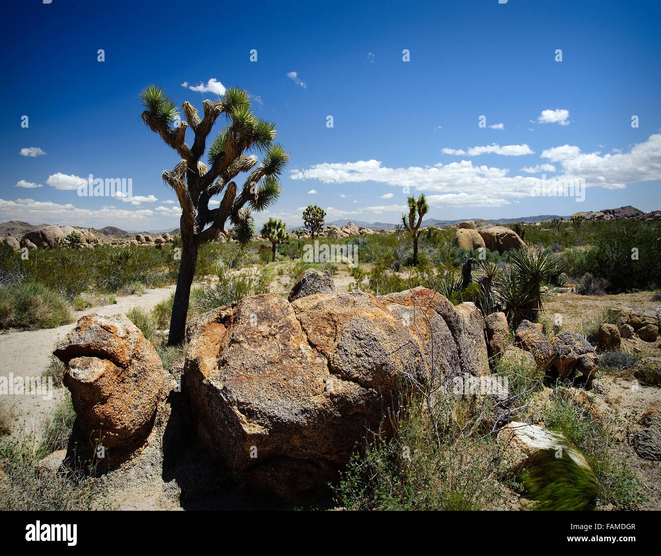 Joshua tree National Park, California USA growing in the Sonoran and ...
