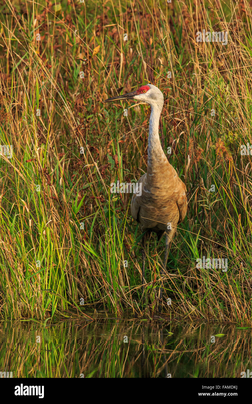 Crane pond hi-res stock photography and images - Alamy