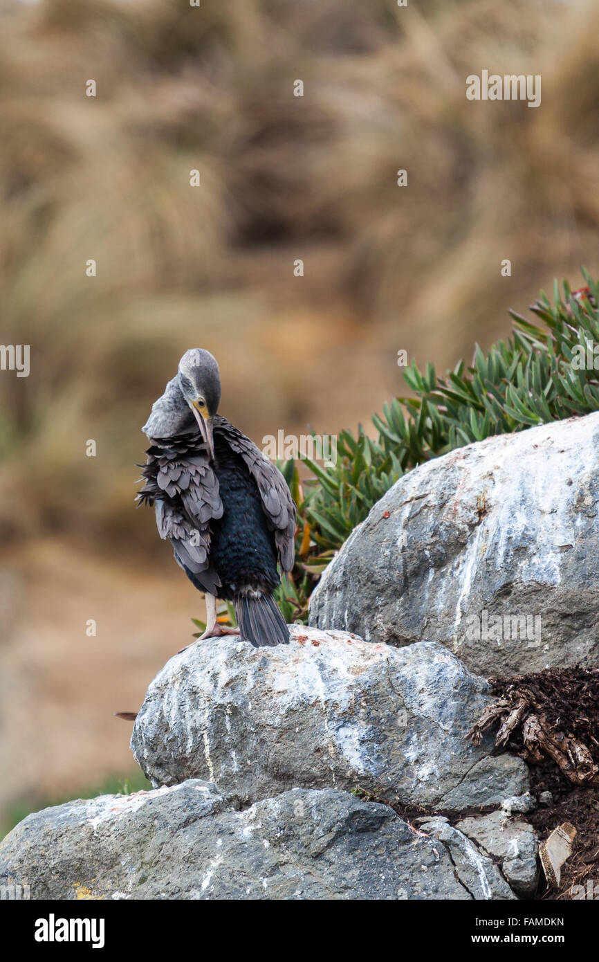 Spotted Shag (Phalacrocorax punctatus Stock Photo - Alamy