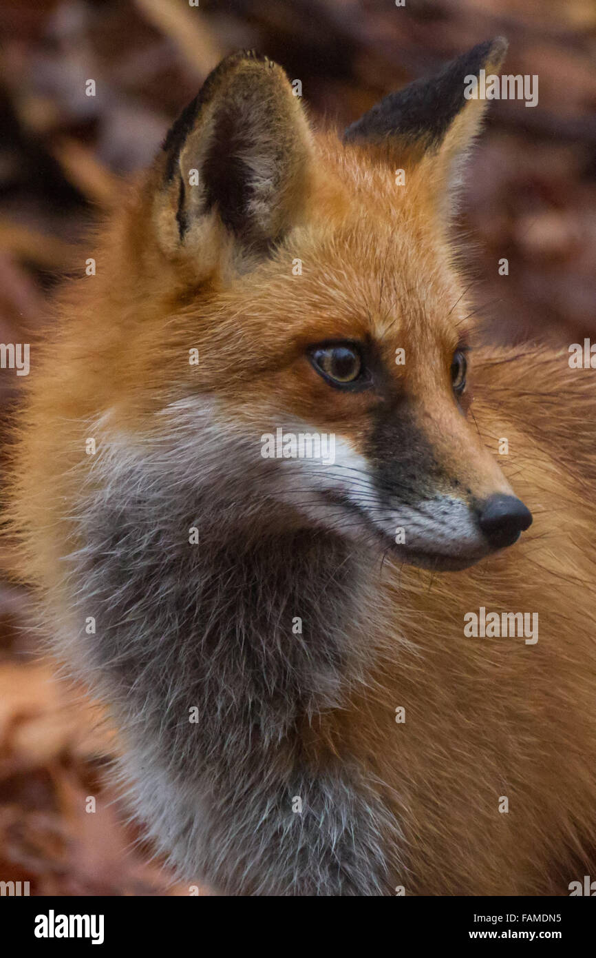 red fox portrait Stock Photo - Alamy