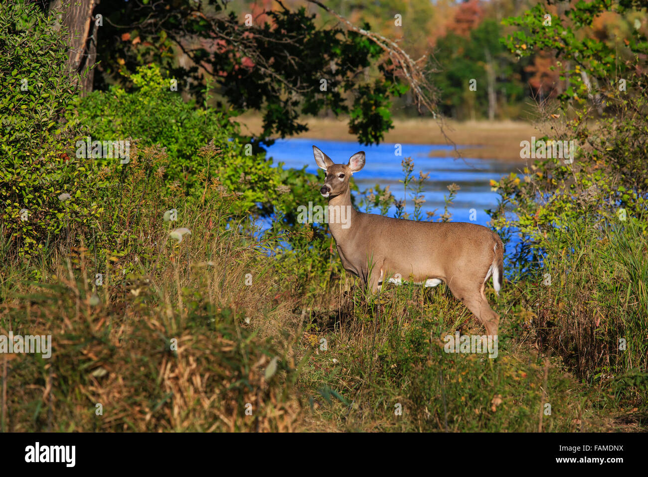 White deer lake trail hi-res stock photography and images - Alamy
