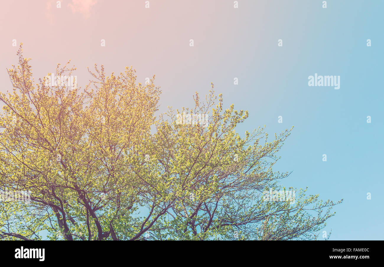 Deciduous tree and clear blue sky in summer Stock Photo - Alamy