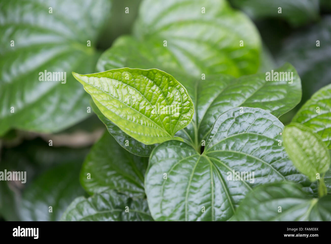 Big leaves vegetable hi-res stock photography and images - Alamy