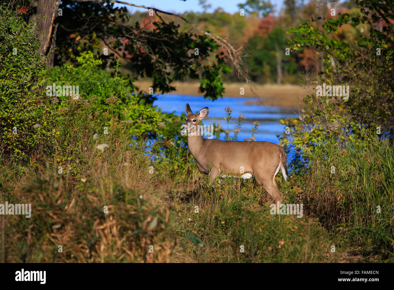 White deer lake trail hi-res stock photography and images - Alamy