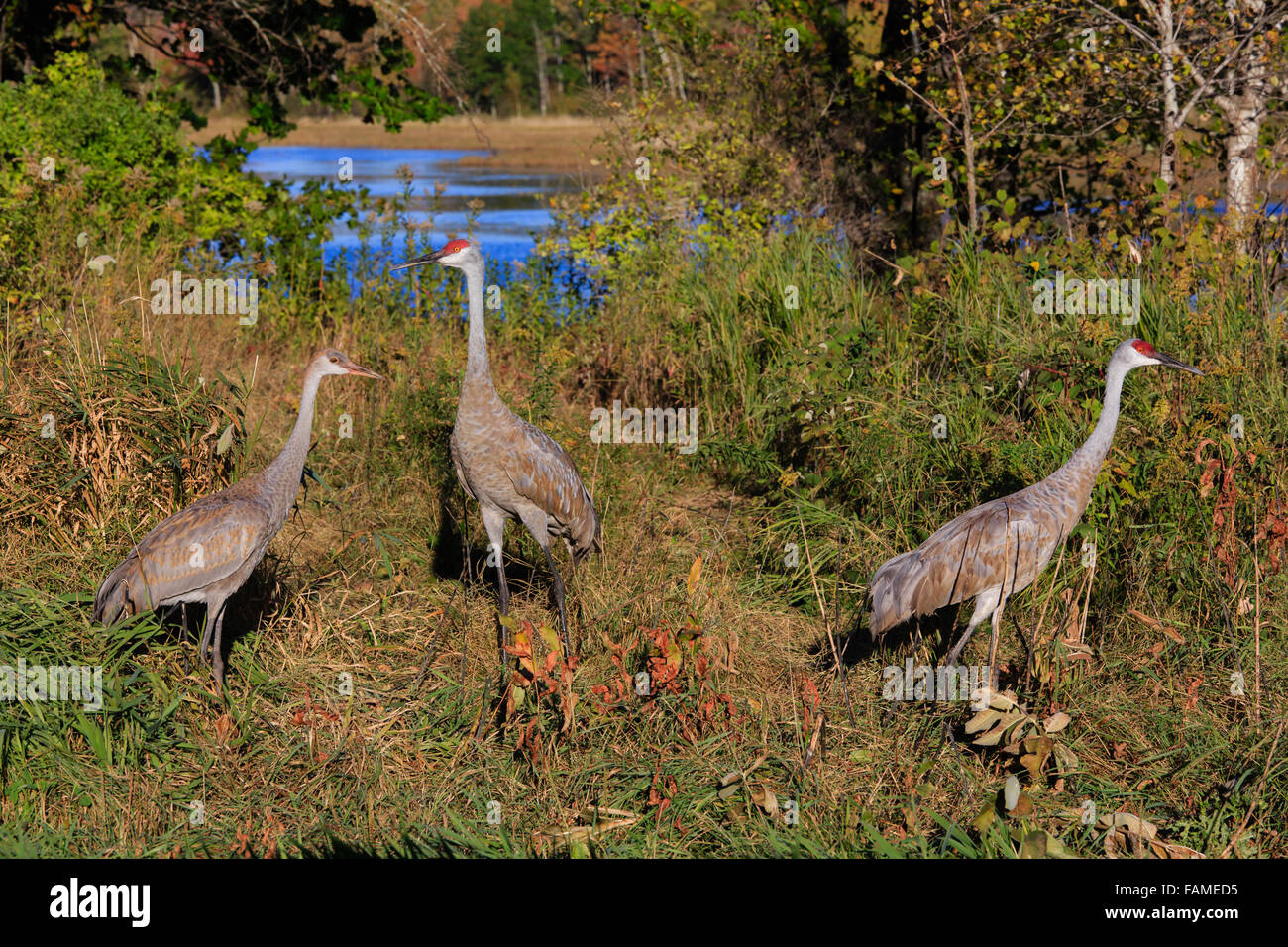 Crane family hi-res stock photography and images - Alamy