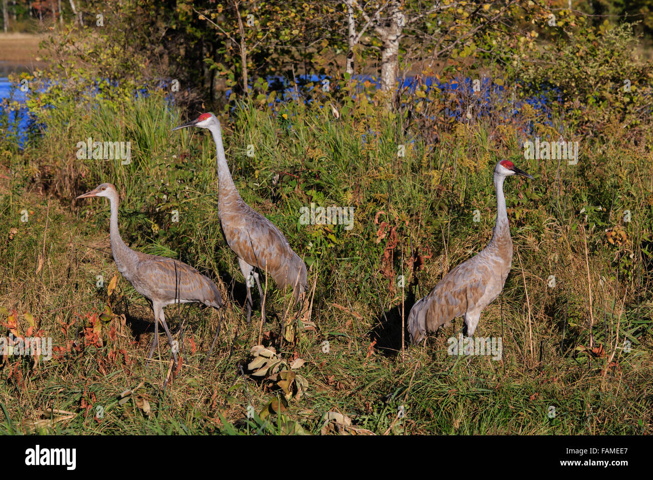 Sandhill crane family Stock Photo - Alamy