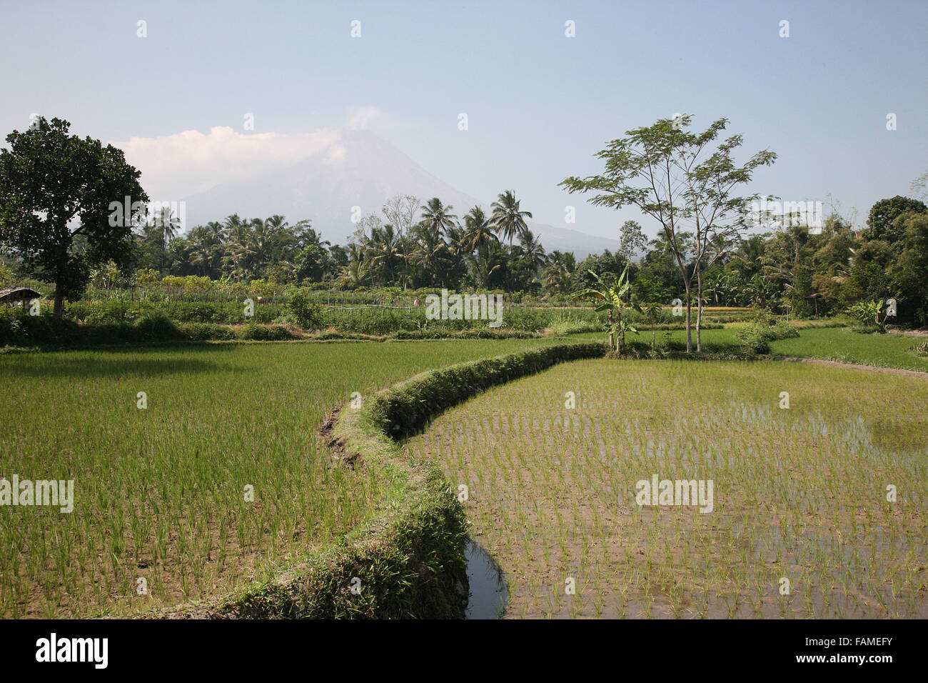 Java indonesia rice paddies hi-res stock photography and images - Alamy