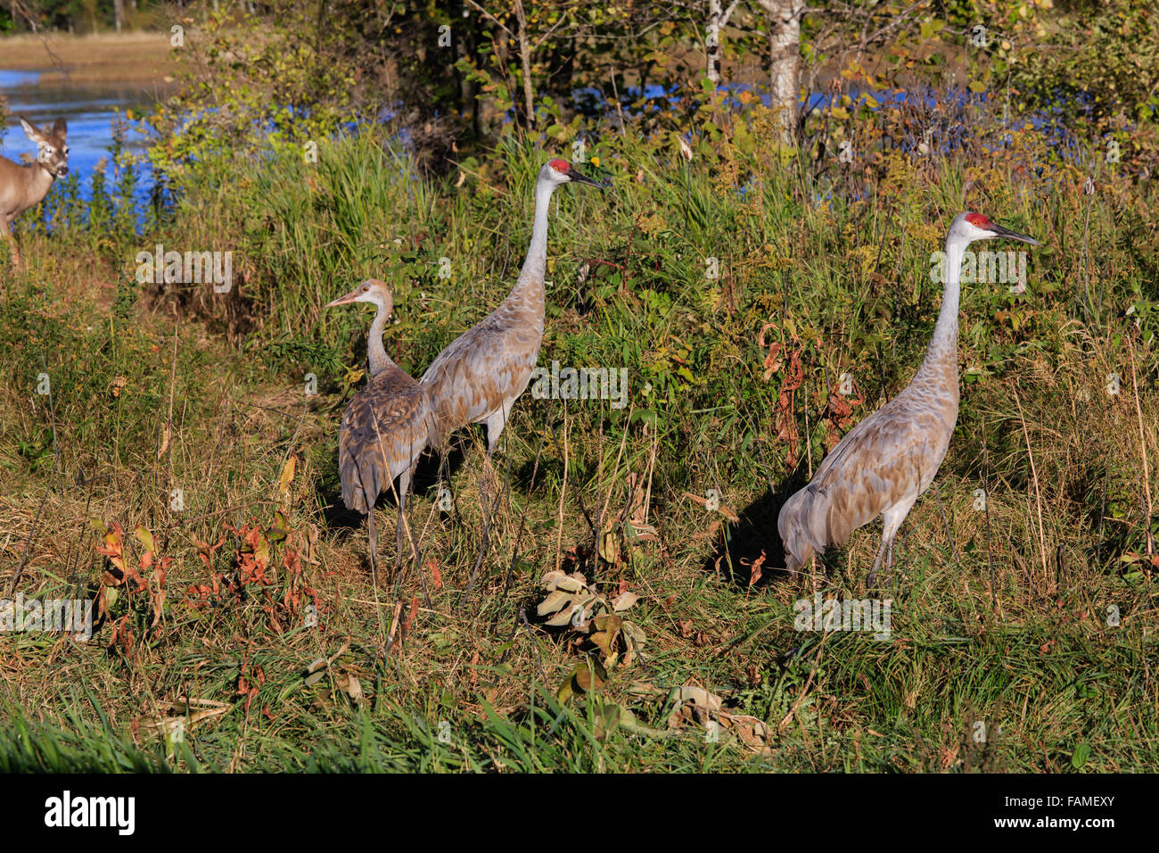 Female sandhill crane hi-res stock photography and images - Alamy