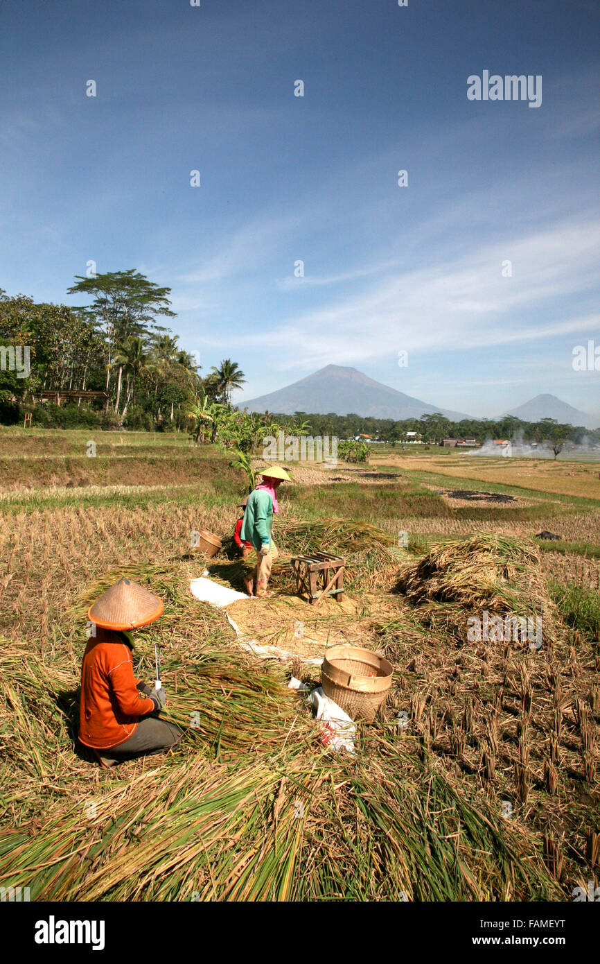 Indonesia Central Java Magelang The rice harvest on the plains between ...