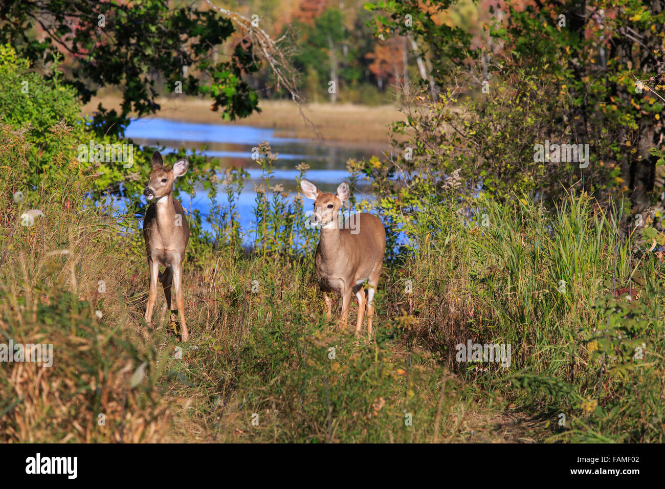 White-tailed fawns in October Stock Photo - Alamy
