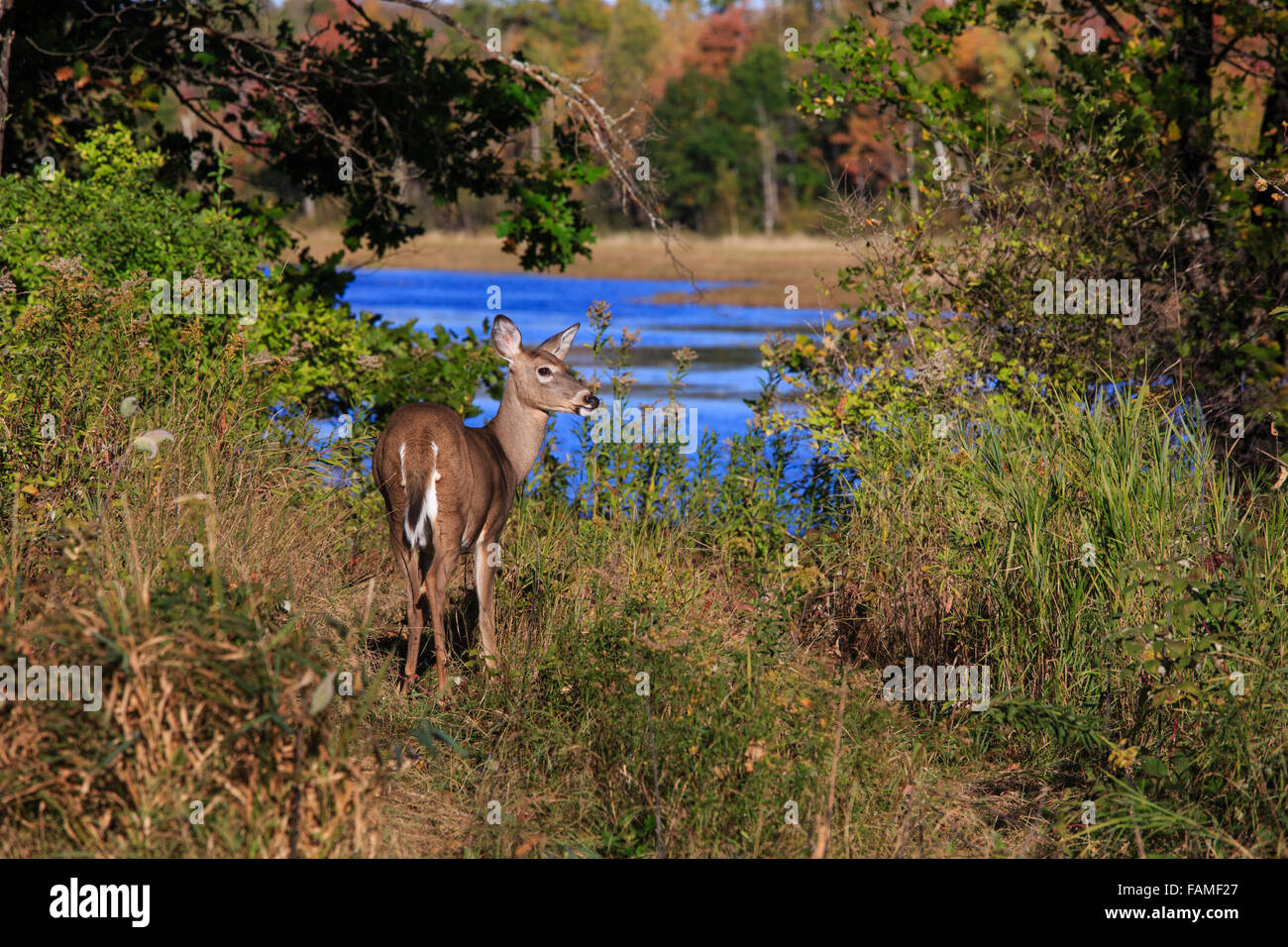 White deer lake trail hi-res stock photography and images - Alamy