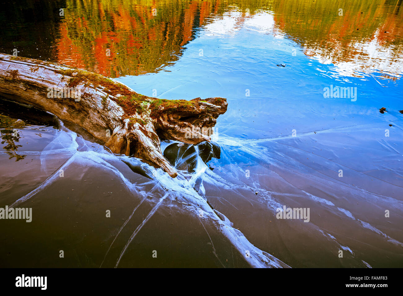 Log frozen into the clear ice of Beaver Lake with mountain reflection ...