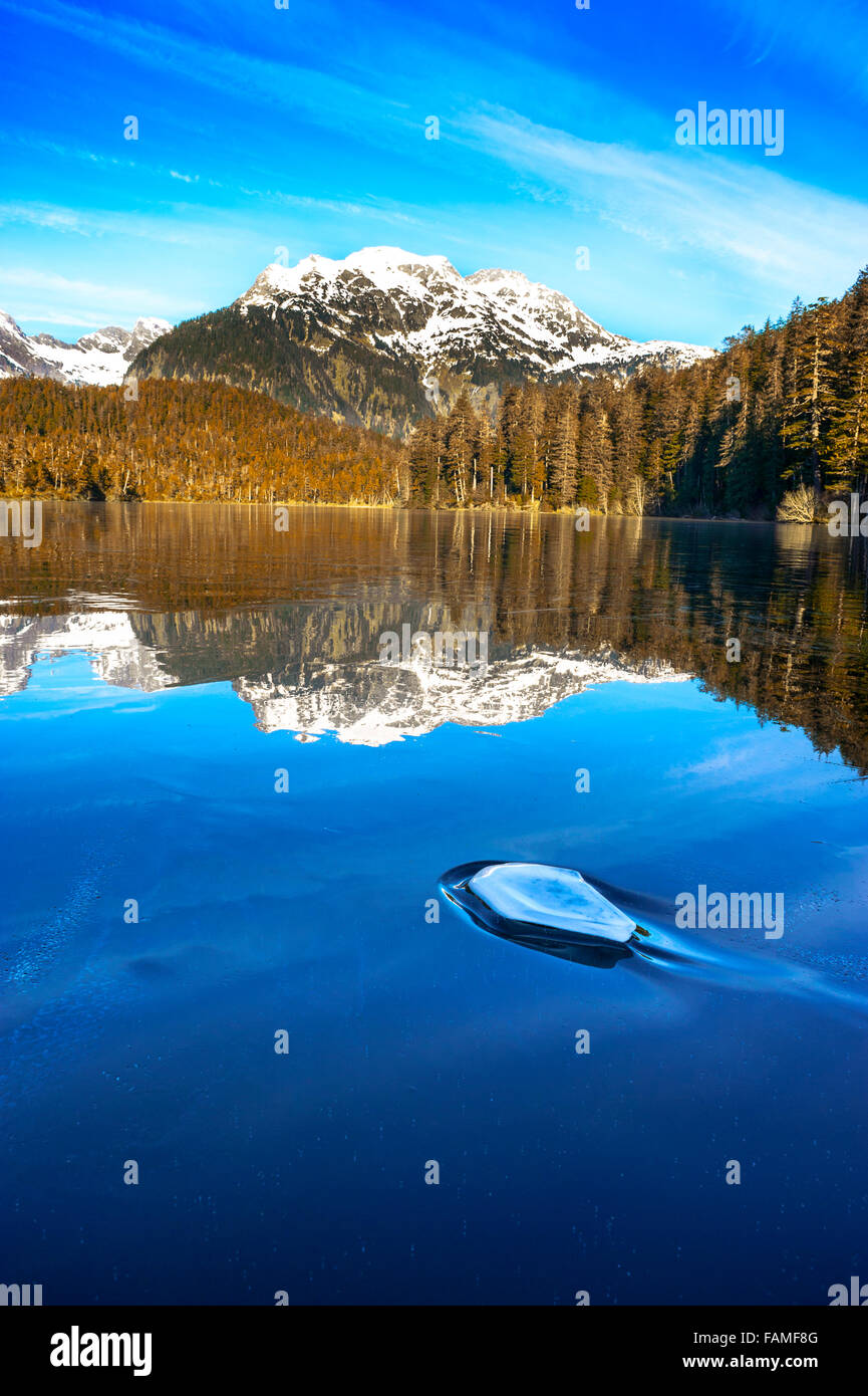 Alaska beaver pond forest hi-res stock photography and images - Alamy