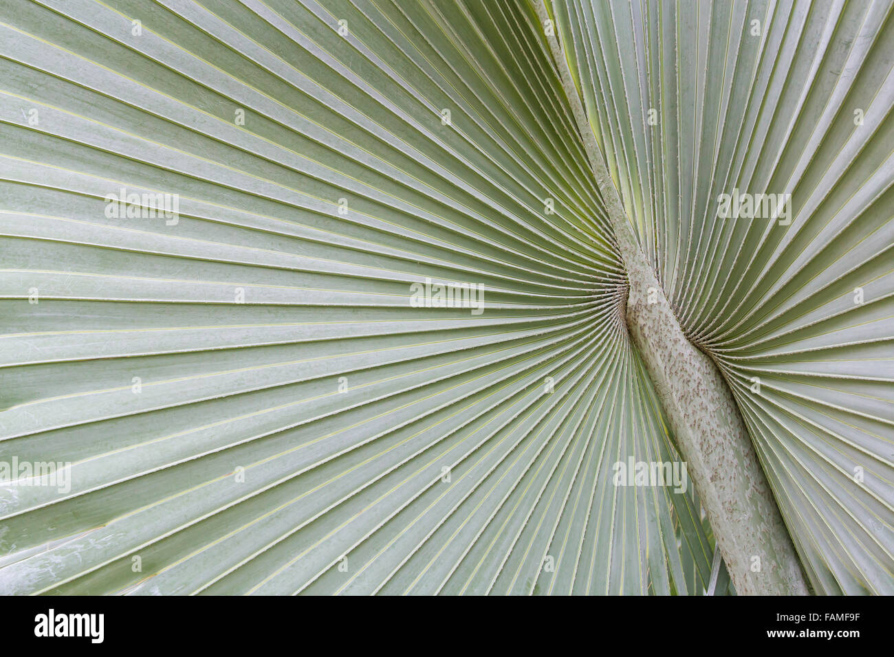 The big palm leaf expand surround from the center Stock Photo - Alamy