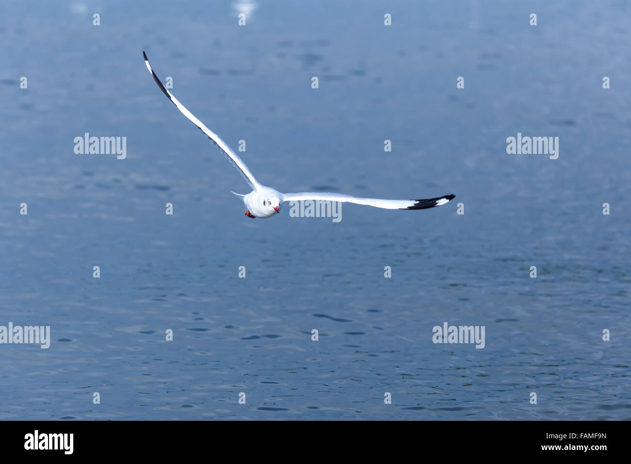 Big seagull fly over the blue water Stock Photo - Alamy