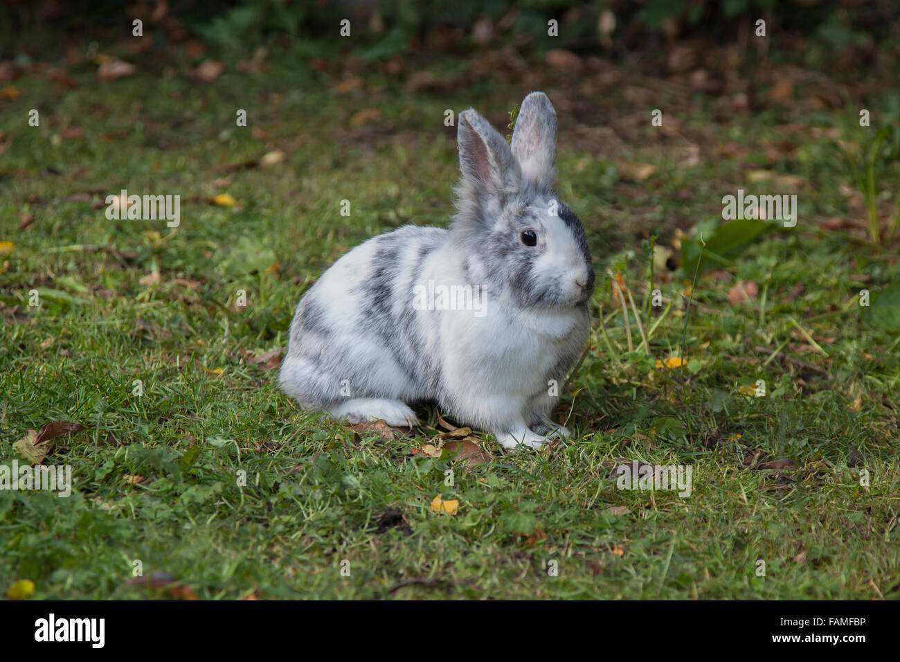 Big white rabbit hi-res stock photography and images - Alamy