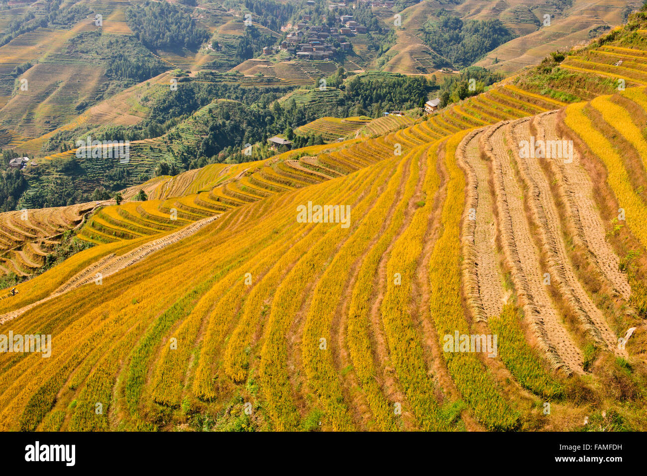 Jinkeng (Dazhai) Red Yao Terraced Fields,Surrounding Area,Rice Terraces ...